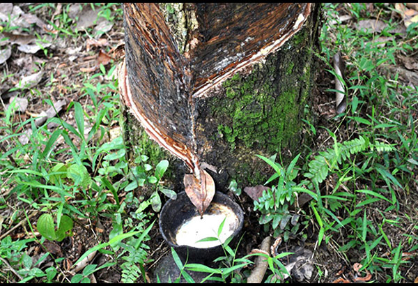 First rubber mfg plant to rise in Mindanao | Philippine Primer