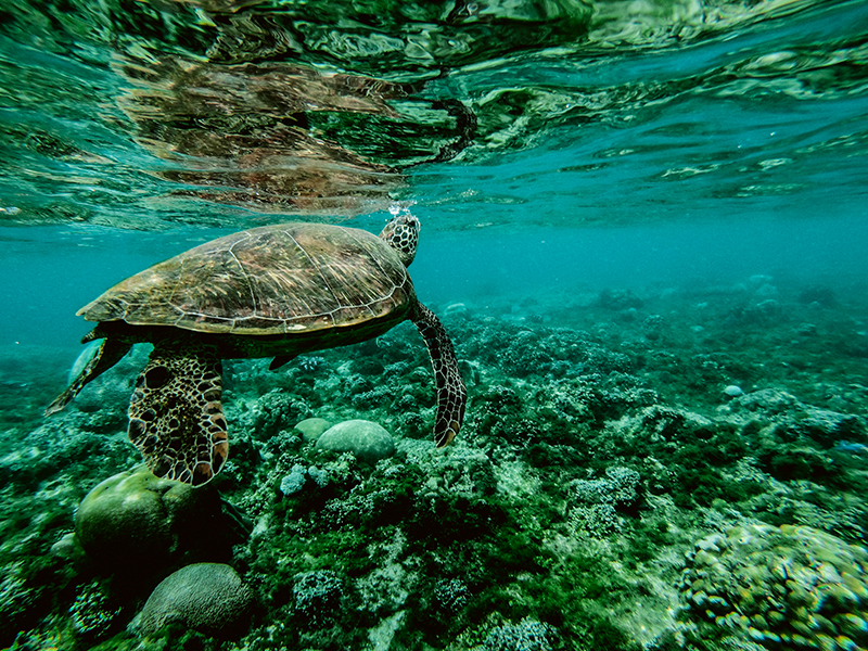 10 Marine Conservation NGOs You Can Volunteer For | Philippine Primer