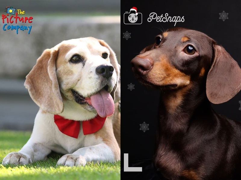 LIST: Pet Photographers and Studios for Your Fur Babies | Philippine Primer