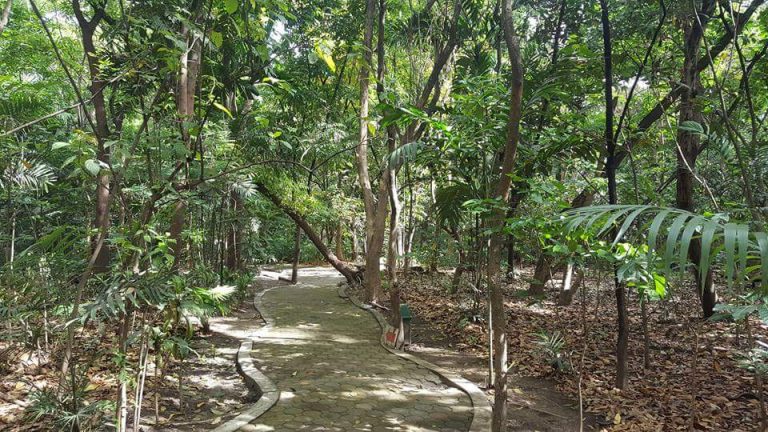 Arroceros Park Declared as Permanent Forest Park by Manila City ...