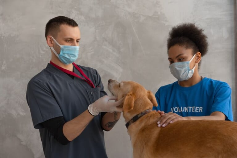 LIST: Veterinary Clinics in PH that are Open for Service during ECQ ...