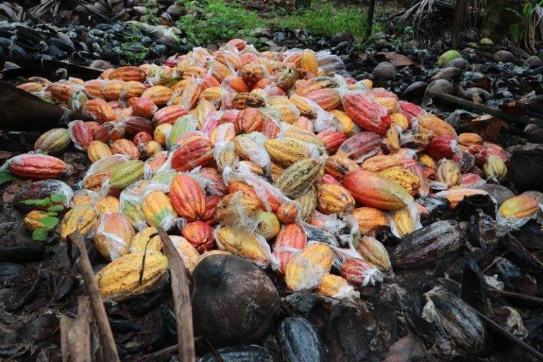 Davao City Recognized as Cacao Capital of the Philippines | Philippine ...