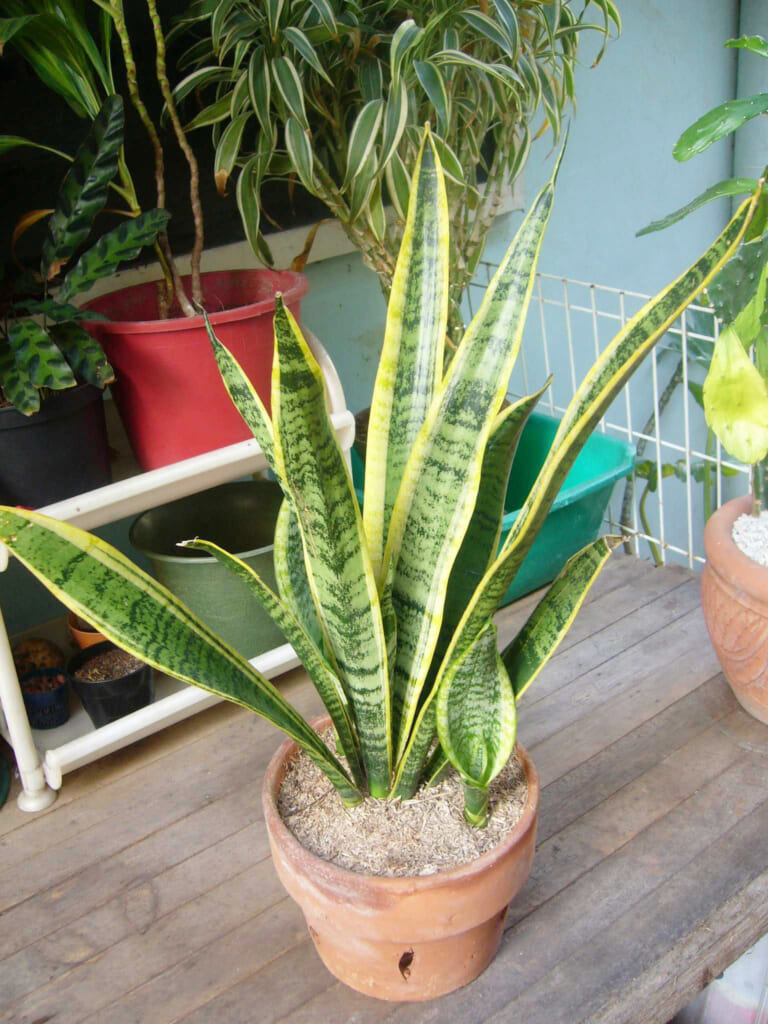 Recommended Plants To Grow in the Philippines | Philippine Primer