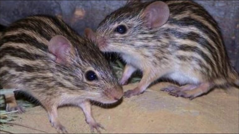 LIST: 7 Animals that Can Only Be Found in the Philippines | Philippine ...