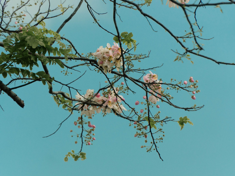 A Sight to Behold: Cherry Blossoms Bloom in Puerto Princesa, Palawan ...