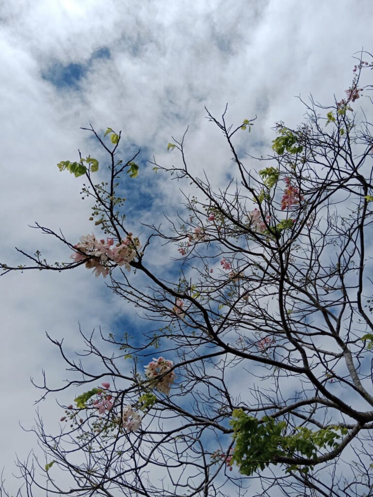A Sight to Behold: Cherry Blossoms Bloom in Puerto Princesa, Palawan ...