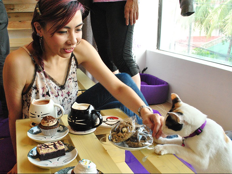 Cat Café Manila in Maginhawa, QC | Philippine Primer
