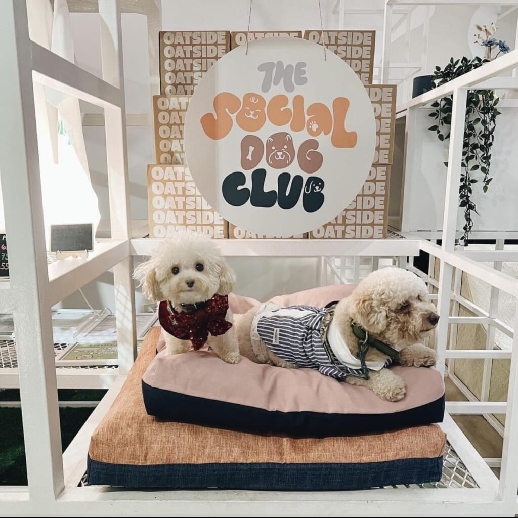 Odd Cafe in Makati City: A Quirky, Pet-friendly Cafe | Philippine Primer