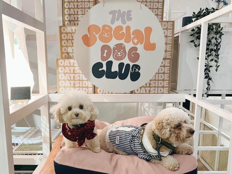 Odd Cafe in Makati City: A Quirky, Pet-friendly Cafe | Philippine Primer