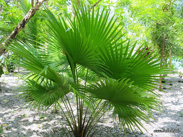 The Philippines: Everything I Need to Know I Learned in this Overview ...