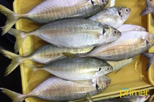 Market Guide to Common Fishes in the Philippines | Philippine Primer