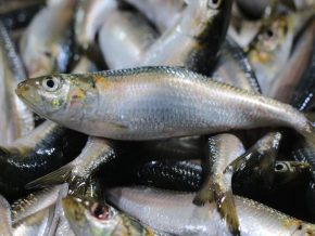 Market Guide to Common Fishes in the Philippines | Philippine Primer