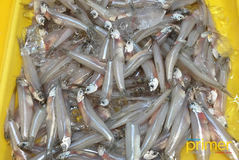 Market Guide to Common Fishes in the Philippines | Philippine Primer