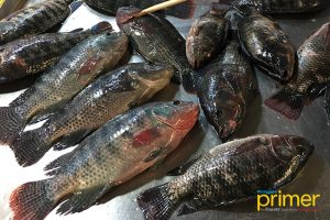 Market Guide to Common Fishes in the Philippines | Philippine Primer