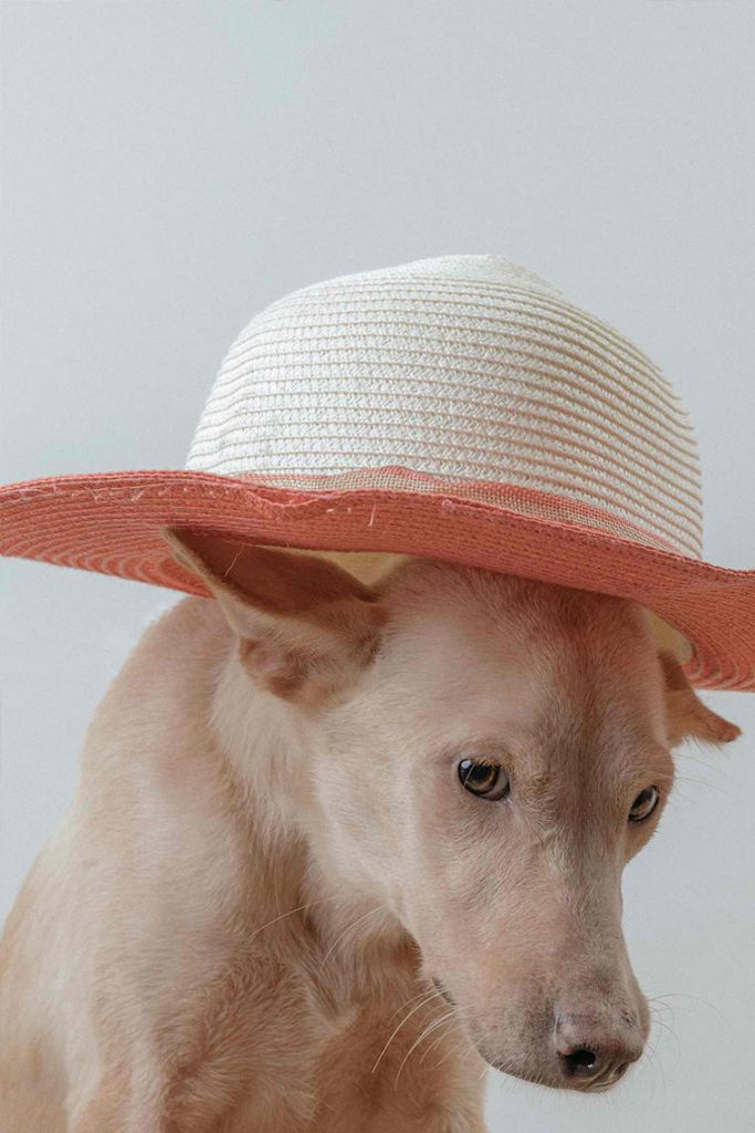 A Guide to Aspins, the Philippines’ Native Dogs | Philippine Primer