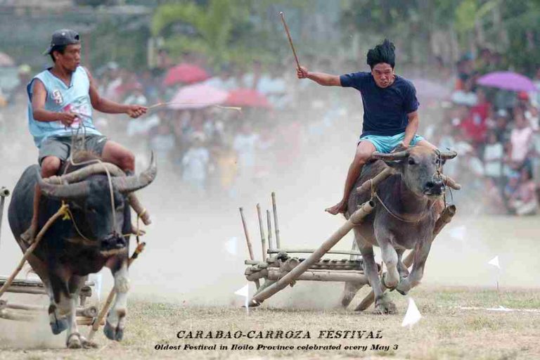 Carabao-Carroza Festival in IloIlo | Philippine Primer