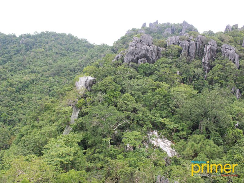 LIST: Environmental Organizations That Hold Tree Planting Activities ...