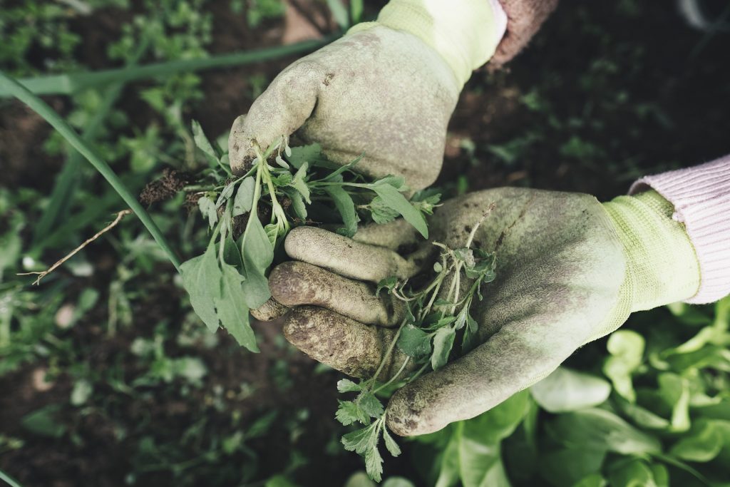 Home Gardening 101: A Basic Guide in Growing Your Own Food at Home ...