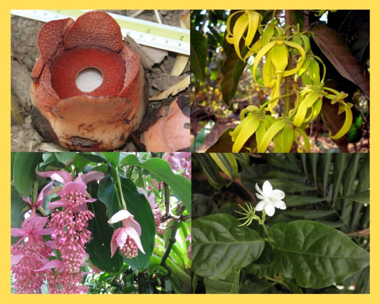 LIST: 7 Unique Flowers in the Philippines | Philippine Primer
