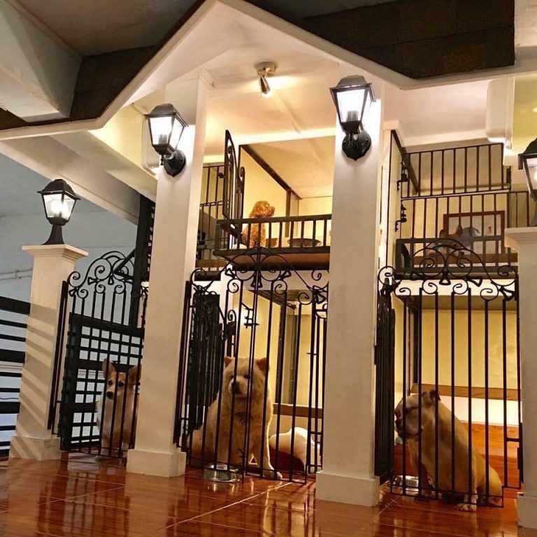 Doggieland Pet Hotel Nursery And Resort In Pasig City Philippine Primer doggieland-pet-hotel-nursery-and-resort-in-pasig-city-philippine-primer
