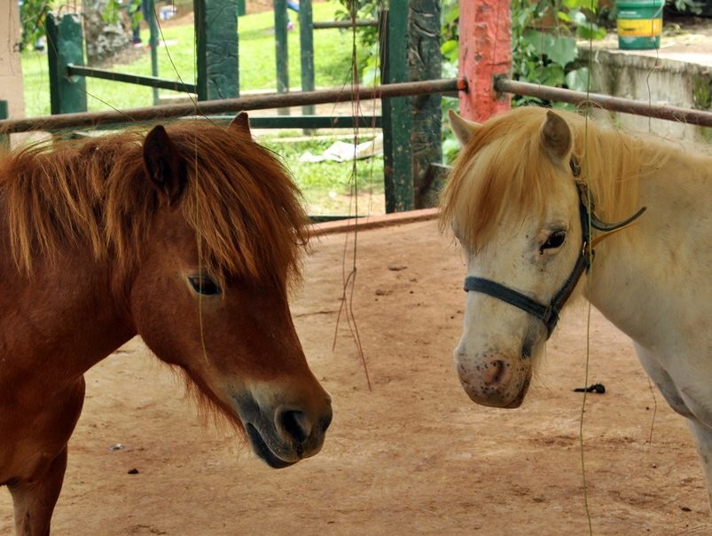 Paradizoo in Cavite: The First and Only Theme Farm in the City ...