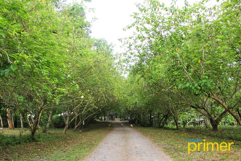 Ilog Maria Honeybee Farm in Silang Cavite: Of Native Bees and Natural ...