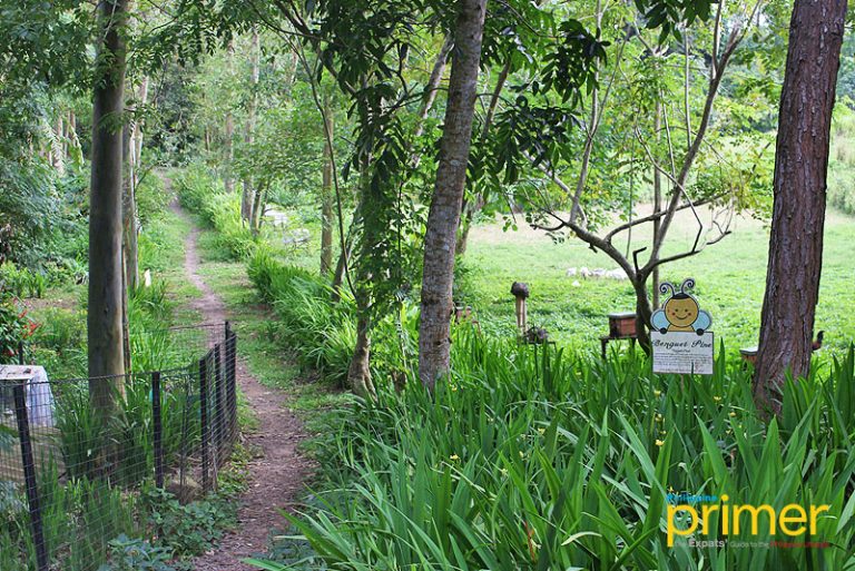 Ilog Maria Honeybee Farm in Silang Cavite: Of Native Bees and Natural ...