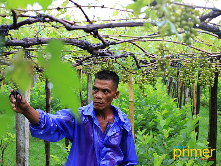 Lomboy Farms in La Union: The First Grape Farm in the Philippines ...