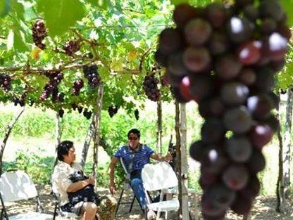 Gapuz Grapes Farms: Grape-picking under the sun | Philippine Primer