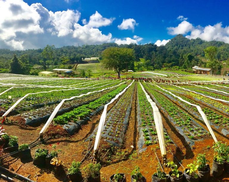 Look: Bemwa Farm in Davao City | Philippine Primer