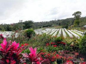 Look: Bemwa Farm in Davao City | Philippine Primer