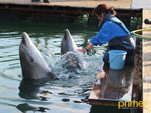 JAPAN TRAVEL: Sea Donut Aquarium in Amakusa | Philippine Primer