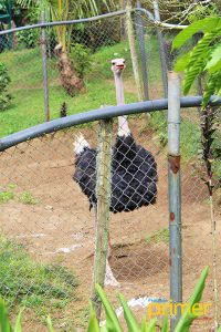 Gratchi’s Getaway in Silang Cavite: Get Closer to Nature the Farm Way ...