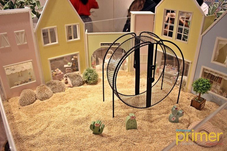 Chiku Chiku Cafe in Shibuya, Tokyo: Adorable Hedgehogs That Will Make ...