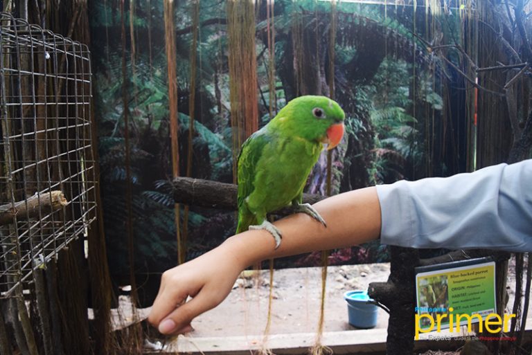 Zoocobia Fun Zoo in Clark, Pampanga Mixes Play and Adventure with ...
