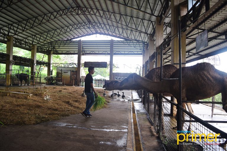 Zoocobia Fun Zoo in Clark, Pampanga Mixes Play and Adventure with ...
