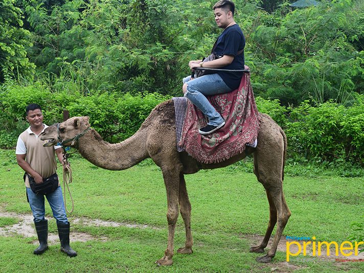 Zoocobia Fun Zoo in Clark, Pampanga Mixes Play and Adventure with ...