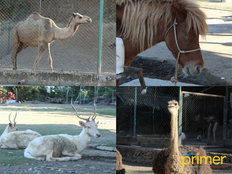 VIGAN TRAVEL: An Interactive Wildlife Adventure at Baluarte Resort and ...