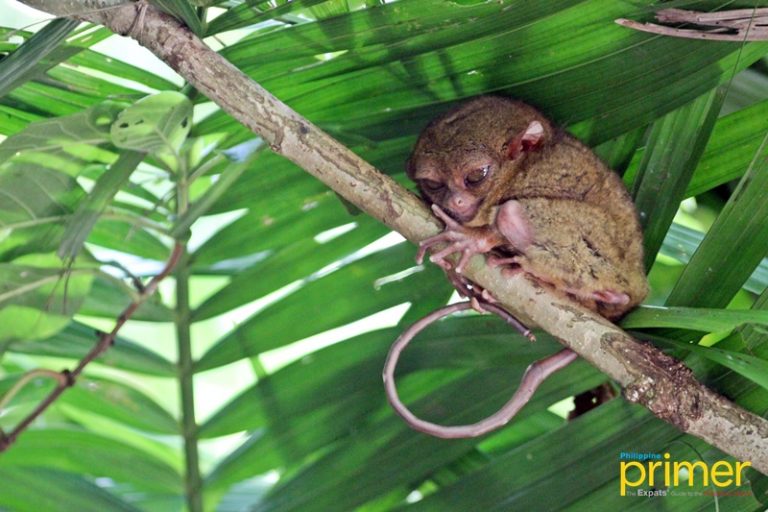 Bohol Tarsier Conservation Area: Peculiar Creatures and Where to Find ...