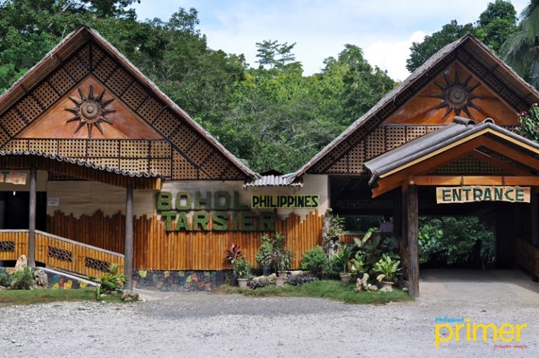 Bohol Tarsier Conservation Area: Peculiar Creatures and Where to Find ...