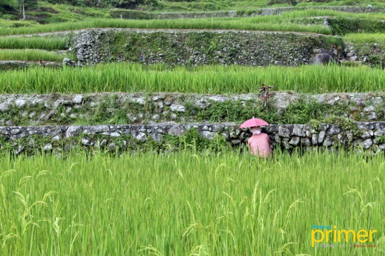 Begin Banaue: A Journey to Ifugao Hospitality, Local Gourmet, and ...