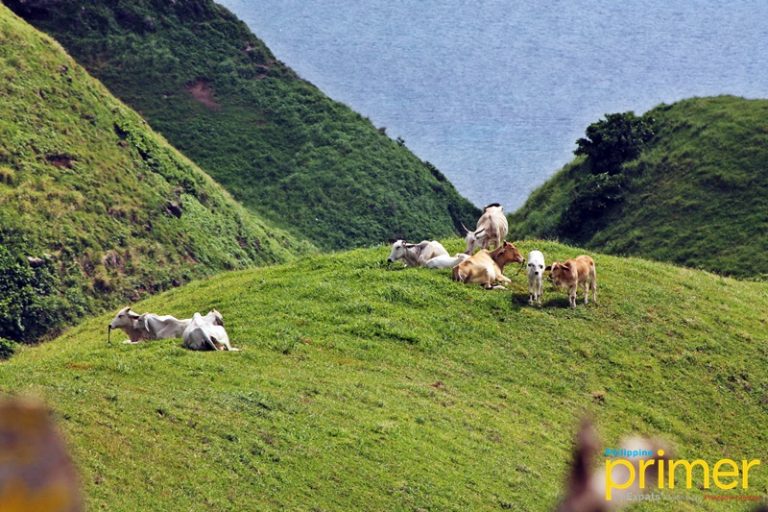 South Batan Island, Batanes: A Rustic Harbor of Pasturelands and ...