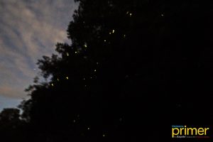 Kitu-Kito D’Makarios Firefly Watching in Puerto Princesa, Palawan ...