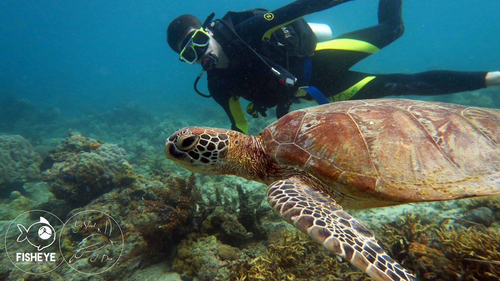 El Dive in El Nido: Expat-Friendly Expert Scuba Dive Center ...