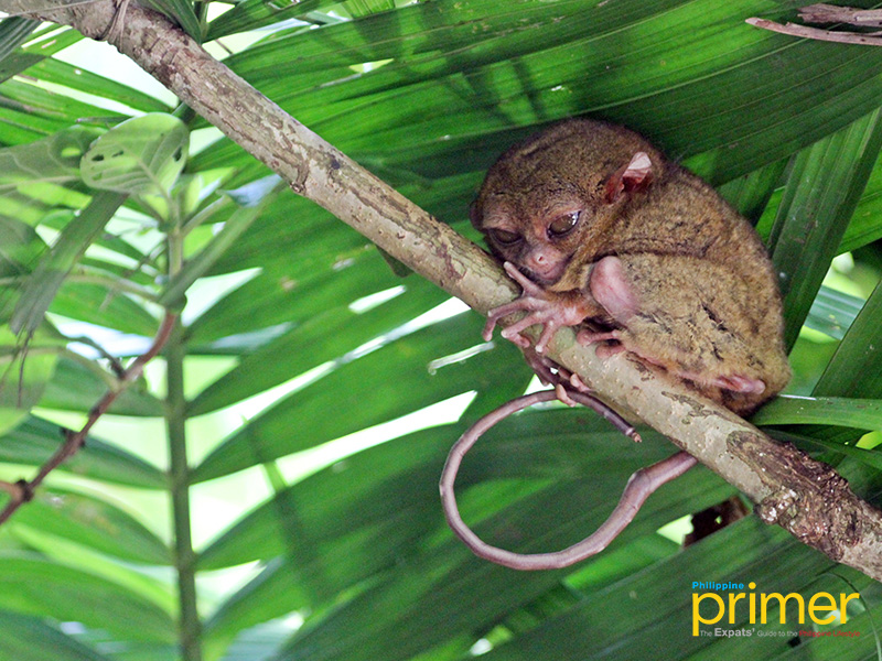 The Expats' Guide to the Philippine lifestyle | Philippine Primer